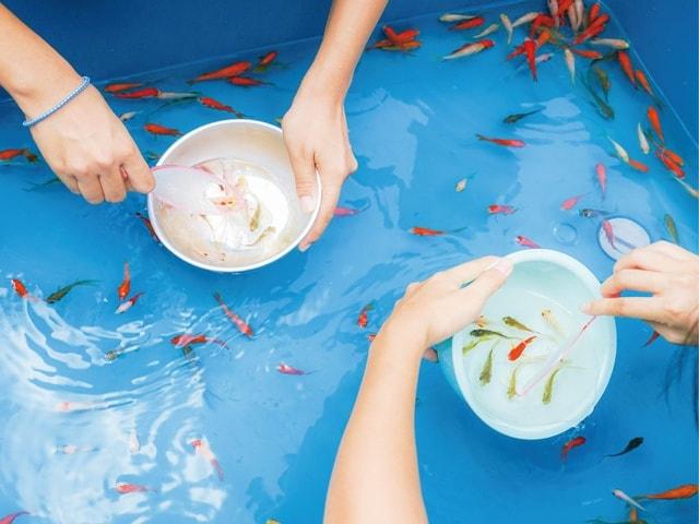伊吹山杯金魚すくい選手権大会in米原(滋賀県)の観光イベント情報|ゆこゆこ
